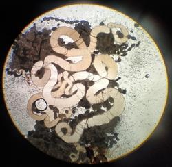 Practical courses • "Parasite Infections: From Experimental Models to ...