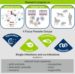 Research Profile • "Parasite Infections: From Experimental Models to ...