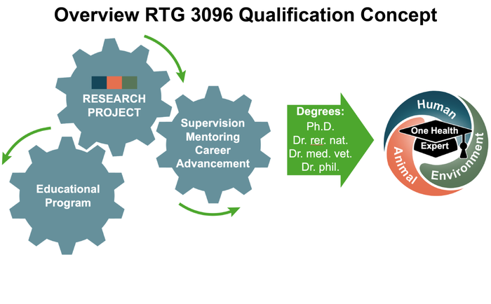 Study Program • RTG 3096 • School of Veterinary Medicine